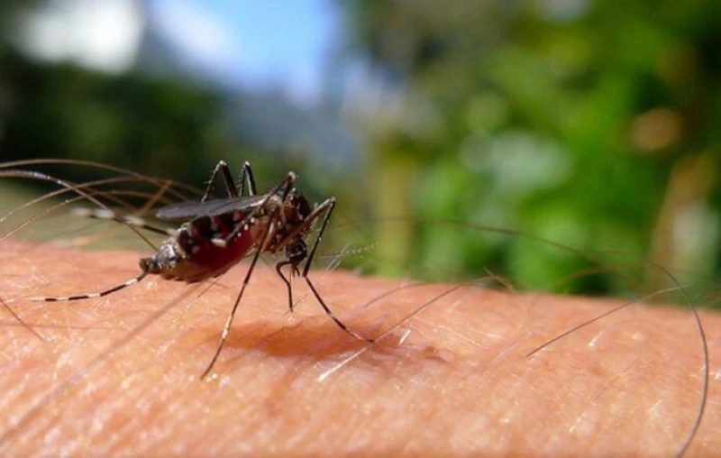Piauí já soma quase 1,9 mil casos suspeitos de dengue em 2026 | Portal ...